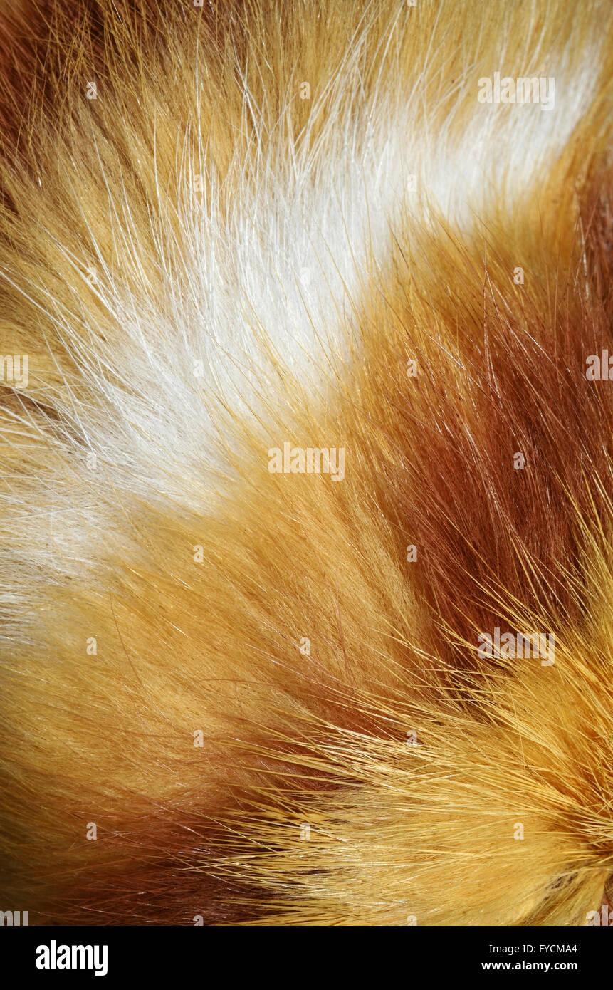 cat fur background texture Stock Photo - Alamy