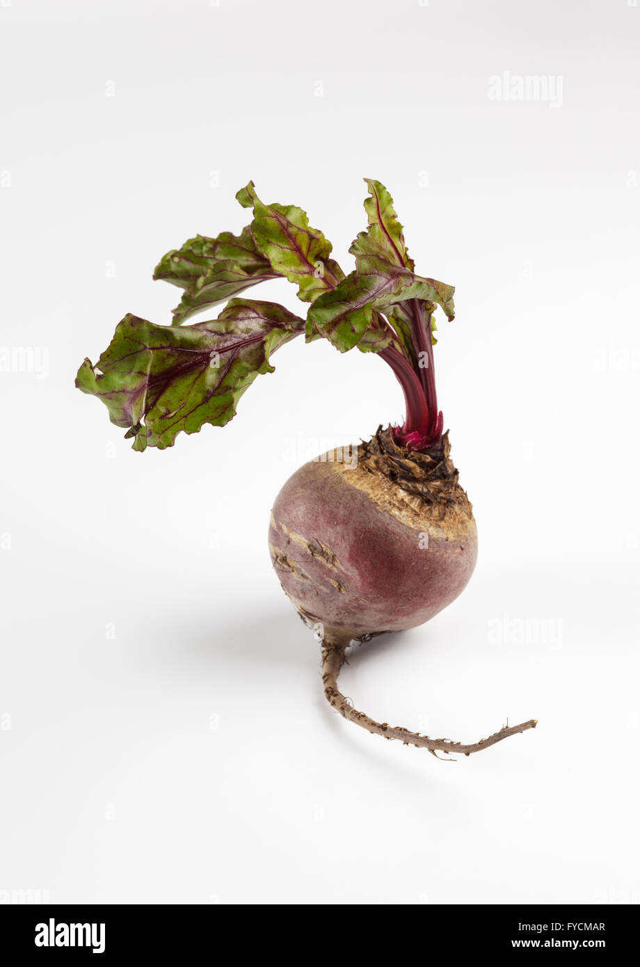 Fresh beetroot vegetable root hi-res stock photography and images - Alamy