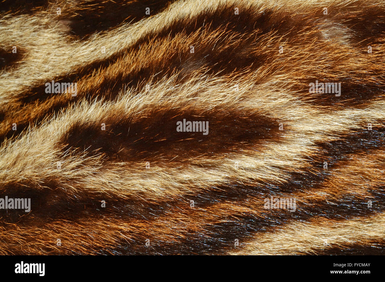 Leopards skin hi-res stock photography and images - Alamy