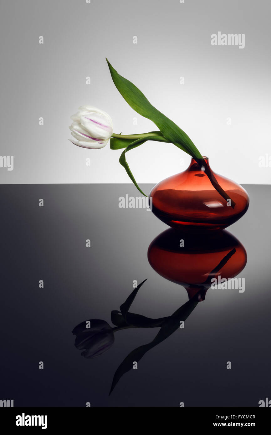 White Tulip in orange Glass Vase with Reflection Stock Photo - Alamy
