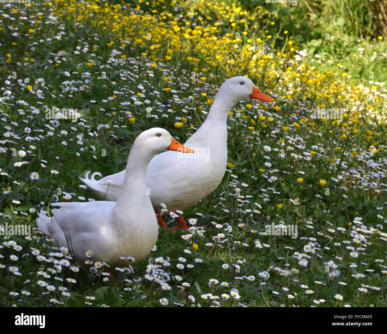 white ducks in spring season Stock Photo - Alamy