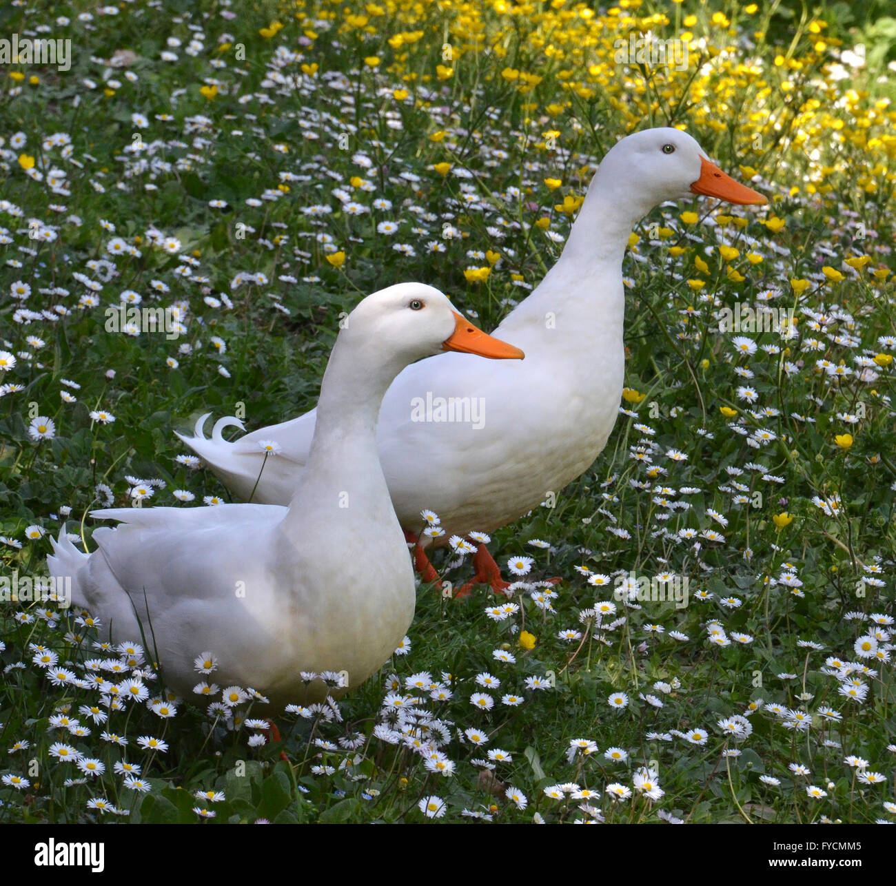 Lovely white duck hi-res stock photography and images - Alamy