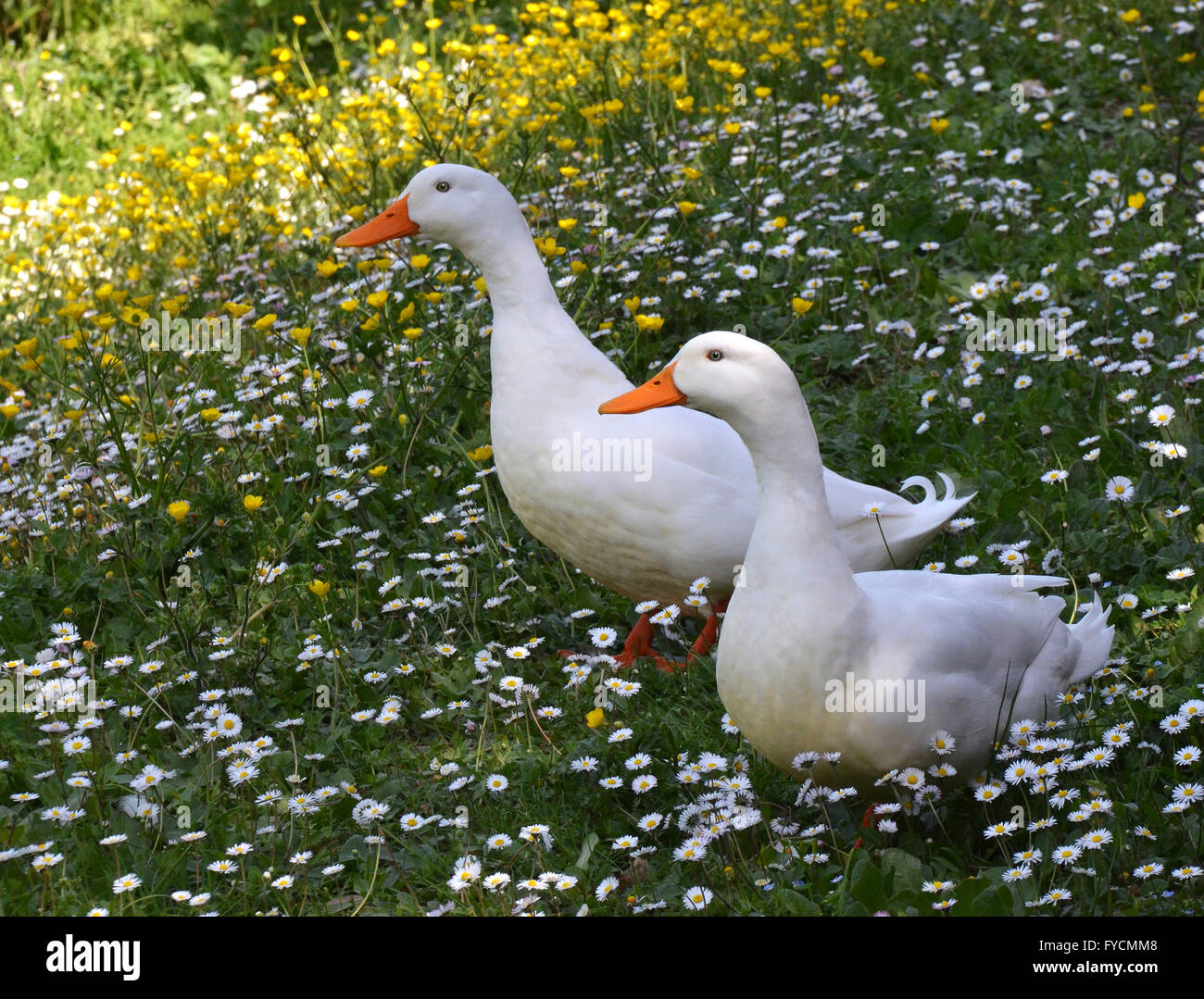 Lovely white duck hi-res stock photography and images - Alamy
