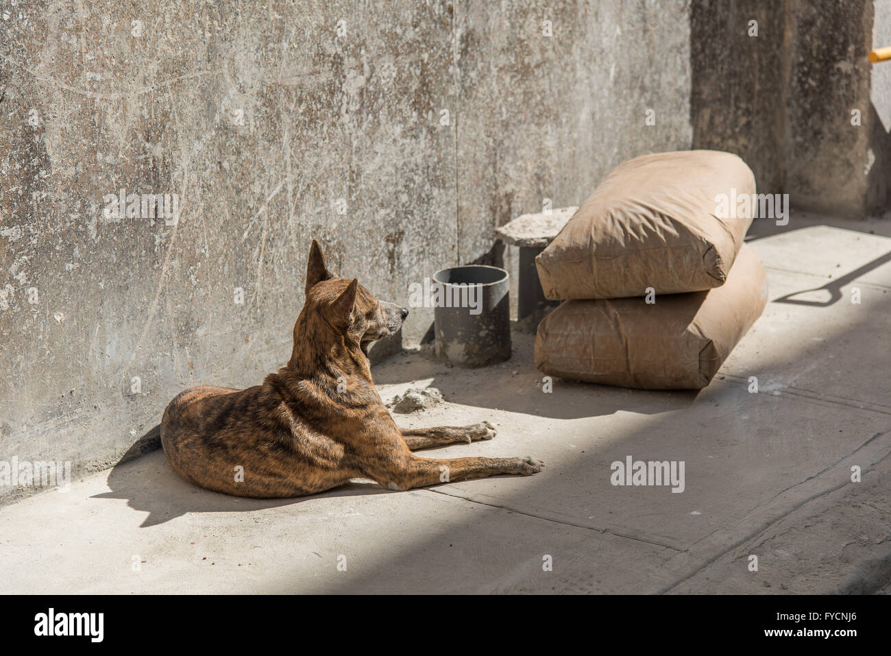 A dog and building materials sat in the sunshine in a street in Old ...