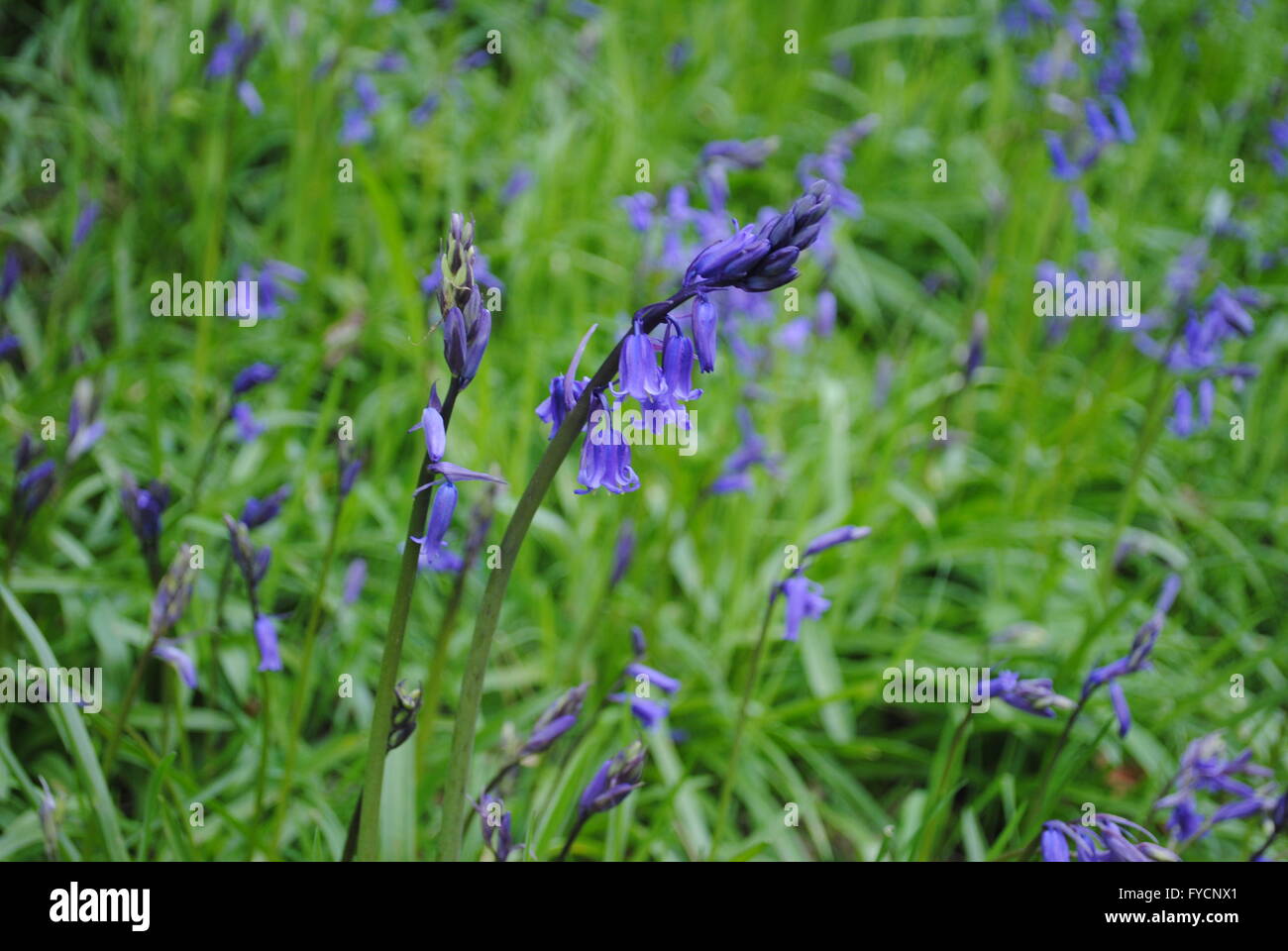 Bluebell wood, Durham, England Stock Photo - Alamy