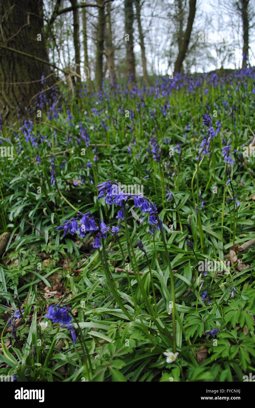 Bluebell wood, Durham, England Stock Photo - Alamy