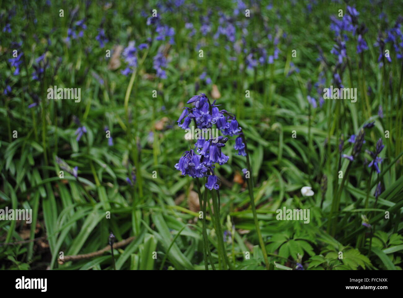 Bluebell wood, Durham, England Stock Photo - Alamy