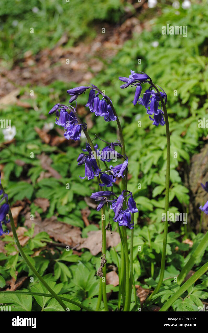 Bluebell wood, Durham, England Stock Photo - Alamy
