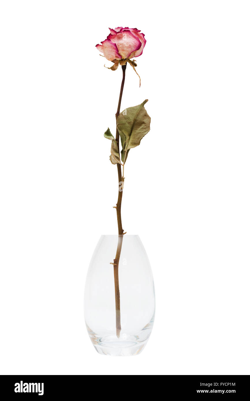 Dead rose in glass vase hi-res stock photography and images - Alamy