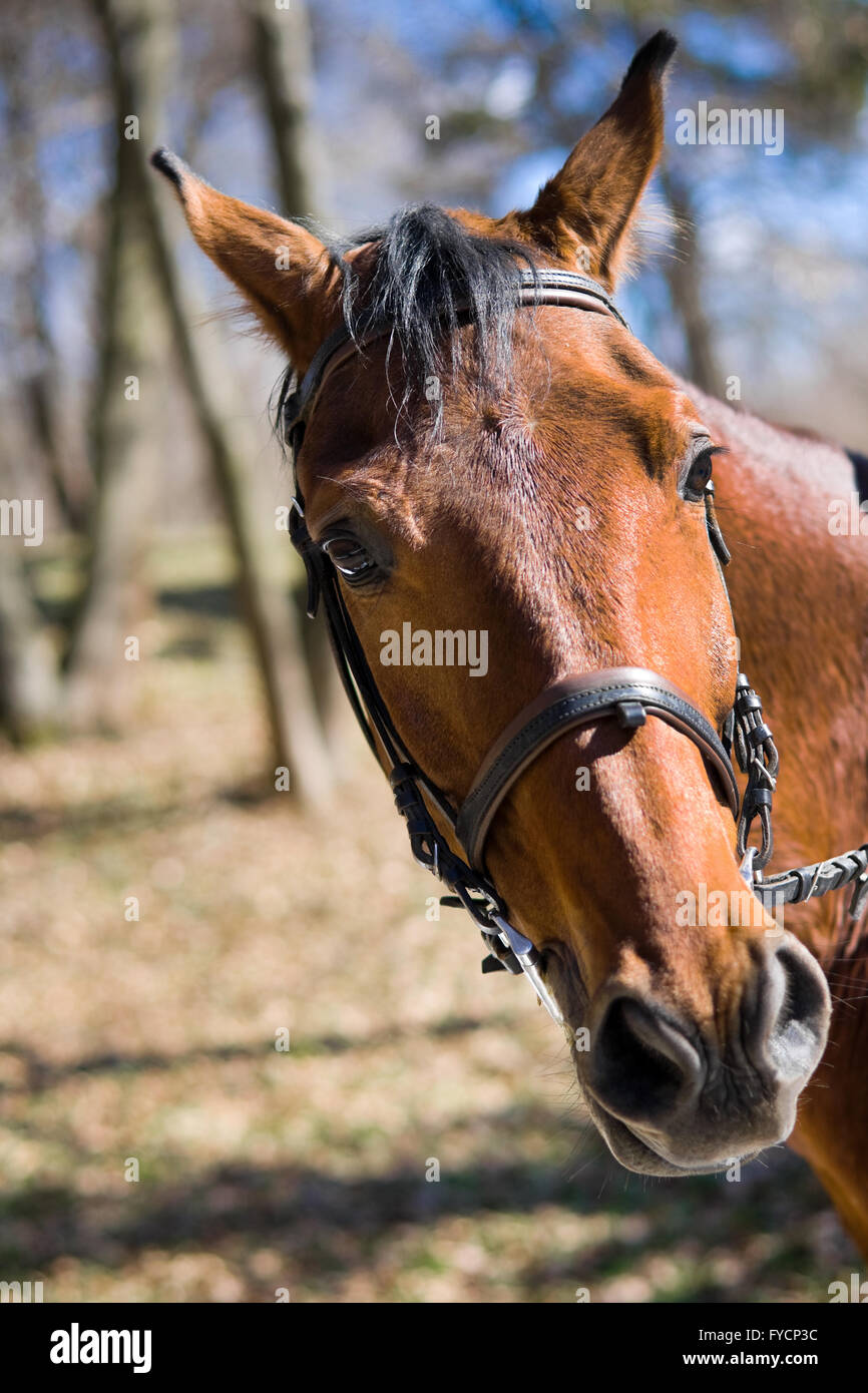 Beautiful race horse in a spring wood Stock Photo - Alamy