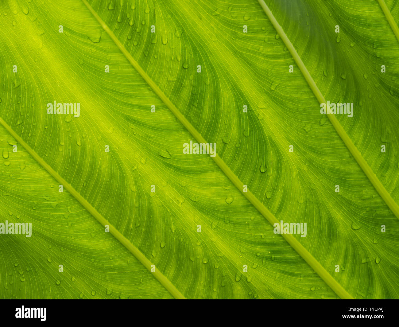 Parallel leaf veins hi-res stock photography and images - Alamy