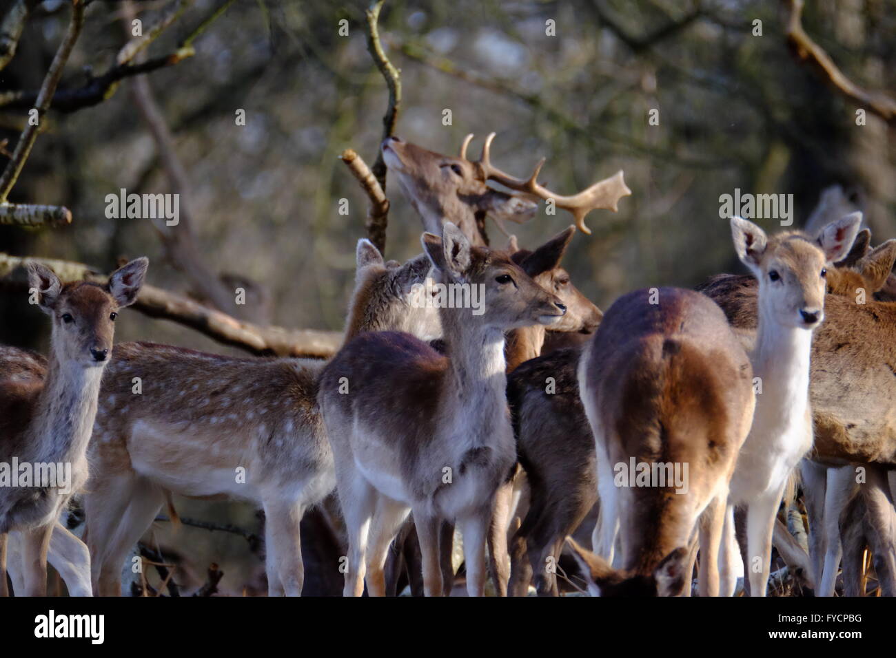 Herd of deer enjoy sunny spring weather in Richmond Park on Good Friday ...