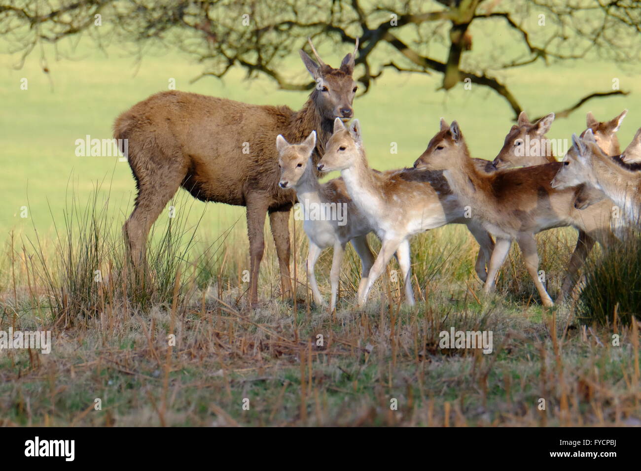 Herd of deer enjoy sunny spring weather in Richmond Park on Good Friday ...