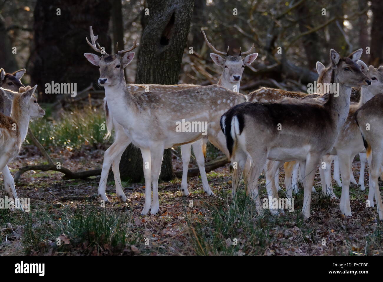 Herd of deer enjoy sunny spring weather in Richmond Park on Good Friday ...