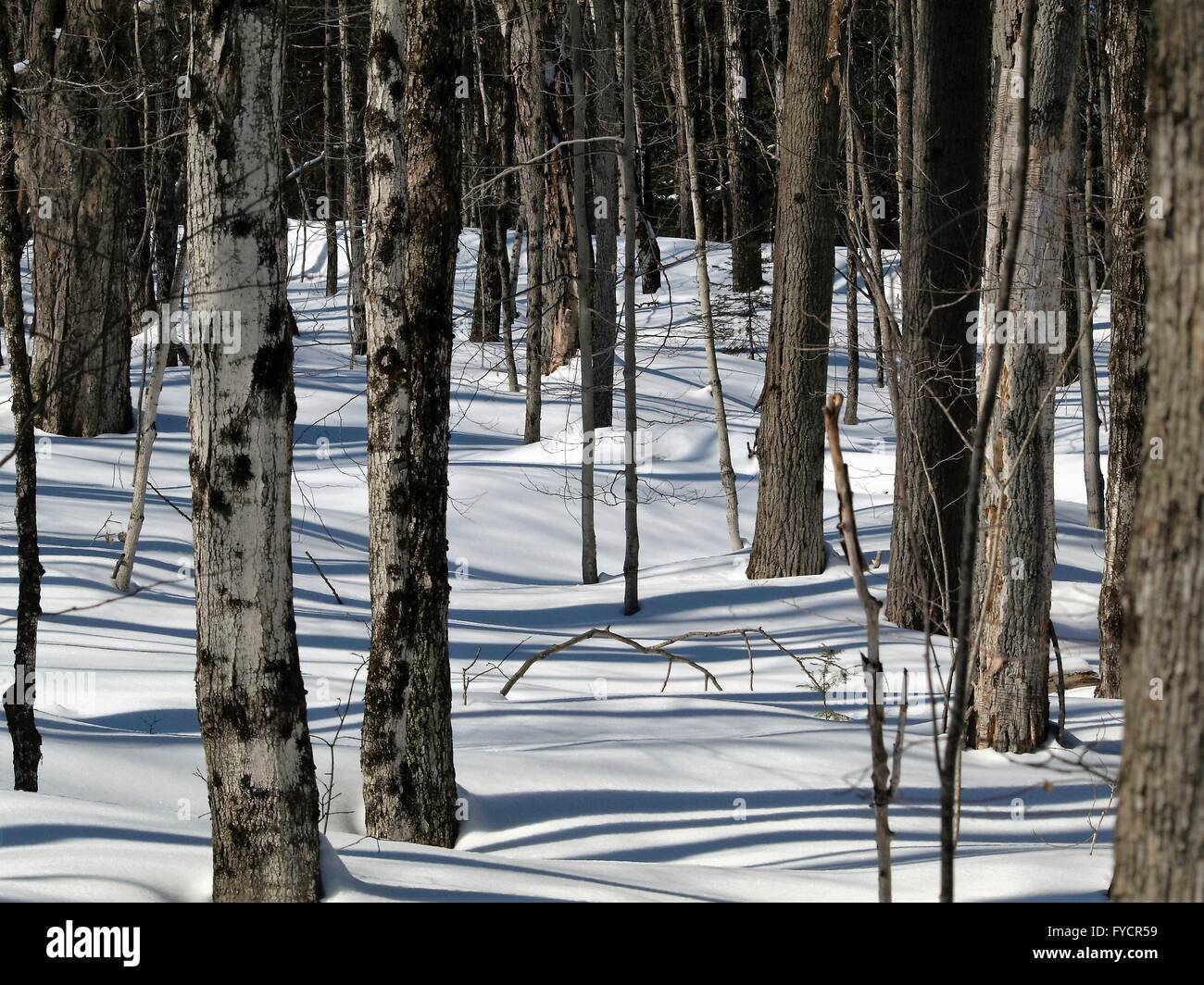 Shadows forest hi-res stock photography and images - Alamy