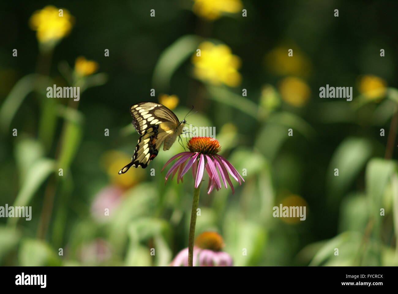 A Yellow Swallowtail pauses on a Coneflower on a beautiful spring day ...