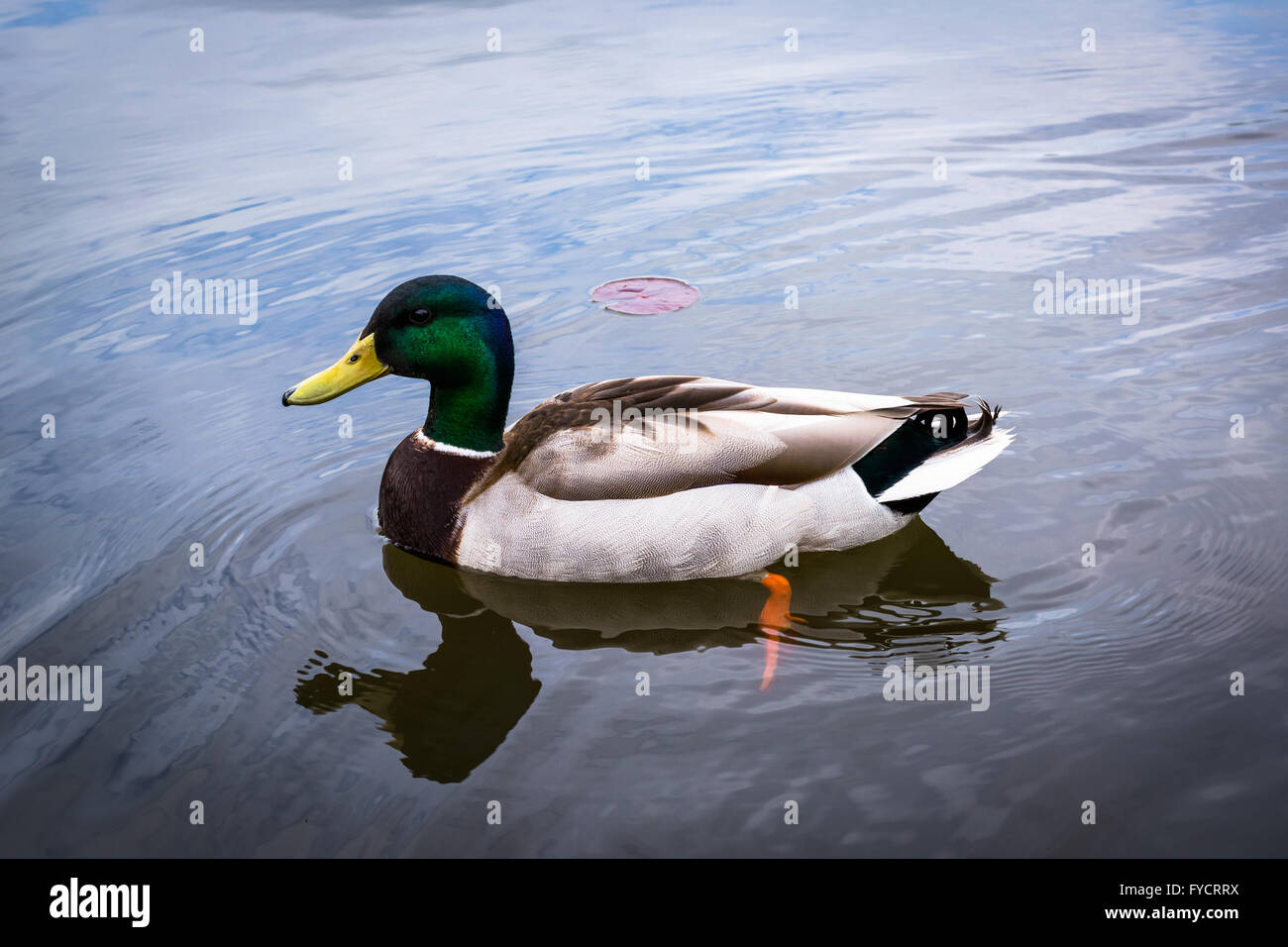 Mallard duck in the lake, at Patterson Park, Baltimore, Maryland Stock ...