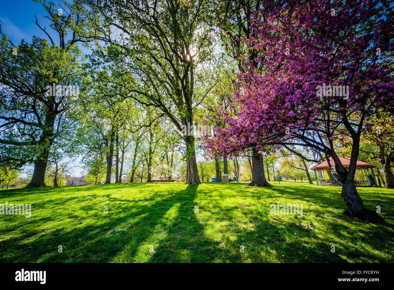 The sun shining through trees at Druid Hill Park, in Baltimore ...