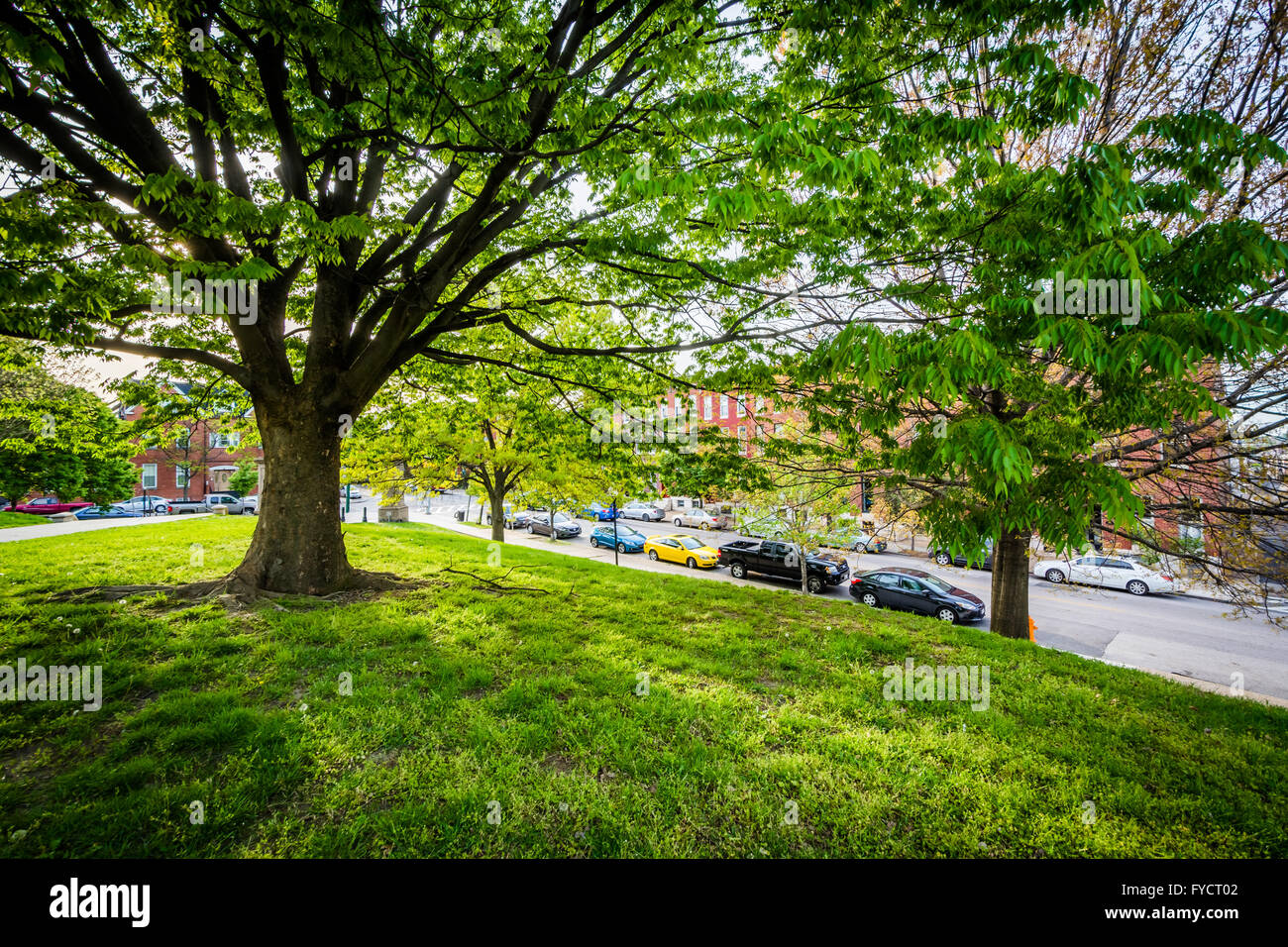 Tree and Baltimore Street, at Patterson Park, in Baltimore, Maryland ...