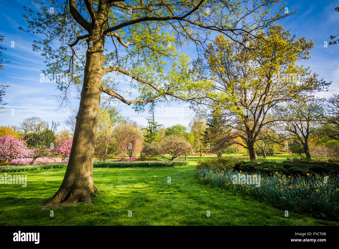 Trees and flowers at Sherwood Gardens Park, in Baltimore, Maryland ...