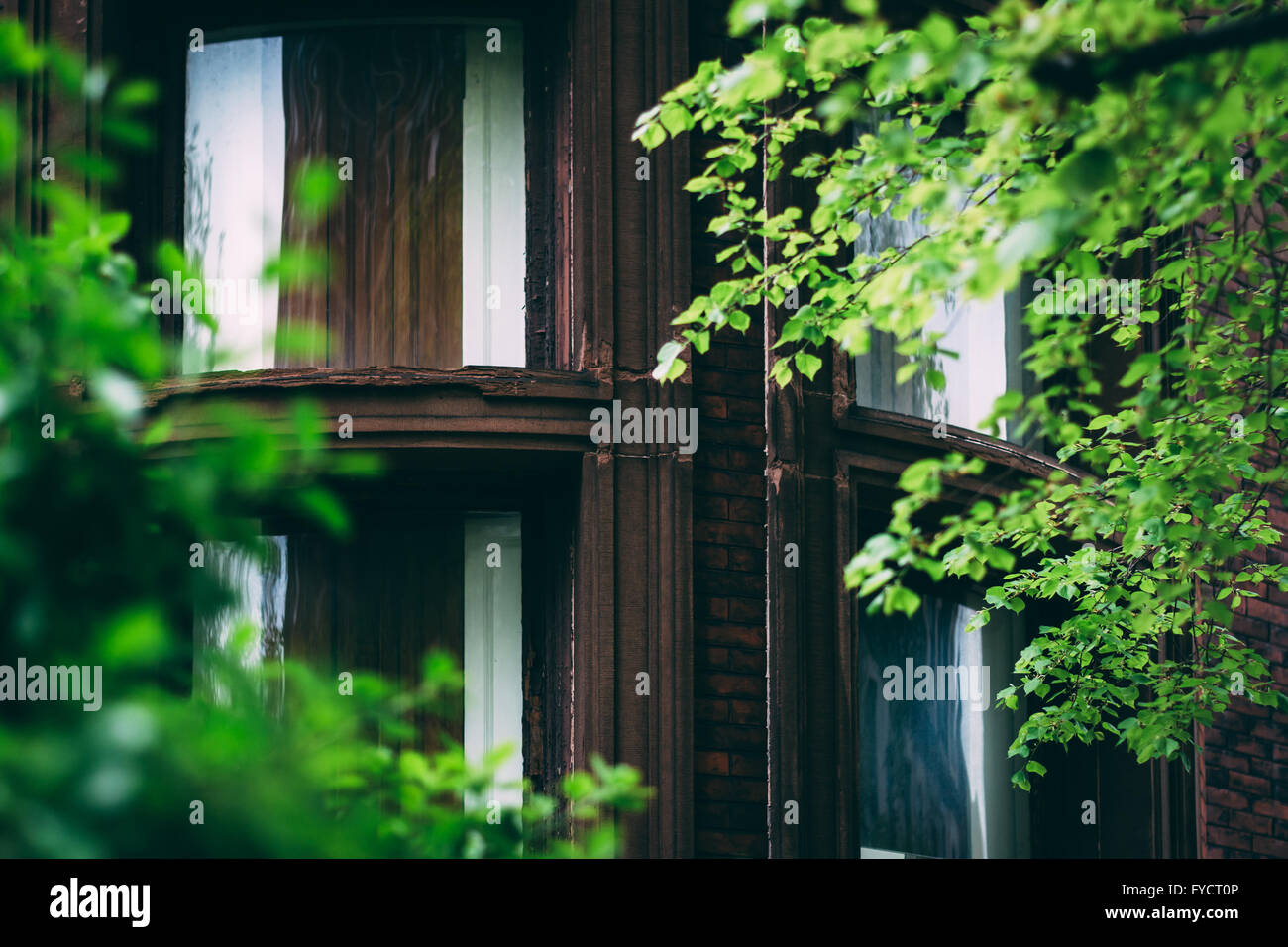 Trees and windows of a house in Midtown-Belvedere, Baltimore, Maryland ...