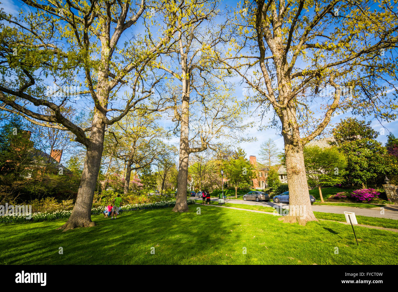Trees at Sherwood Gardens Park, in Baltimore, Maryland Stock Photo - Alamy