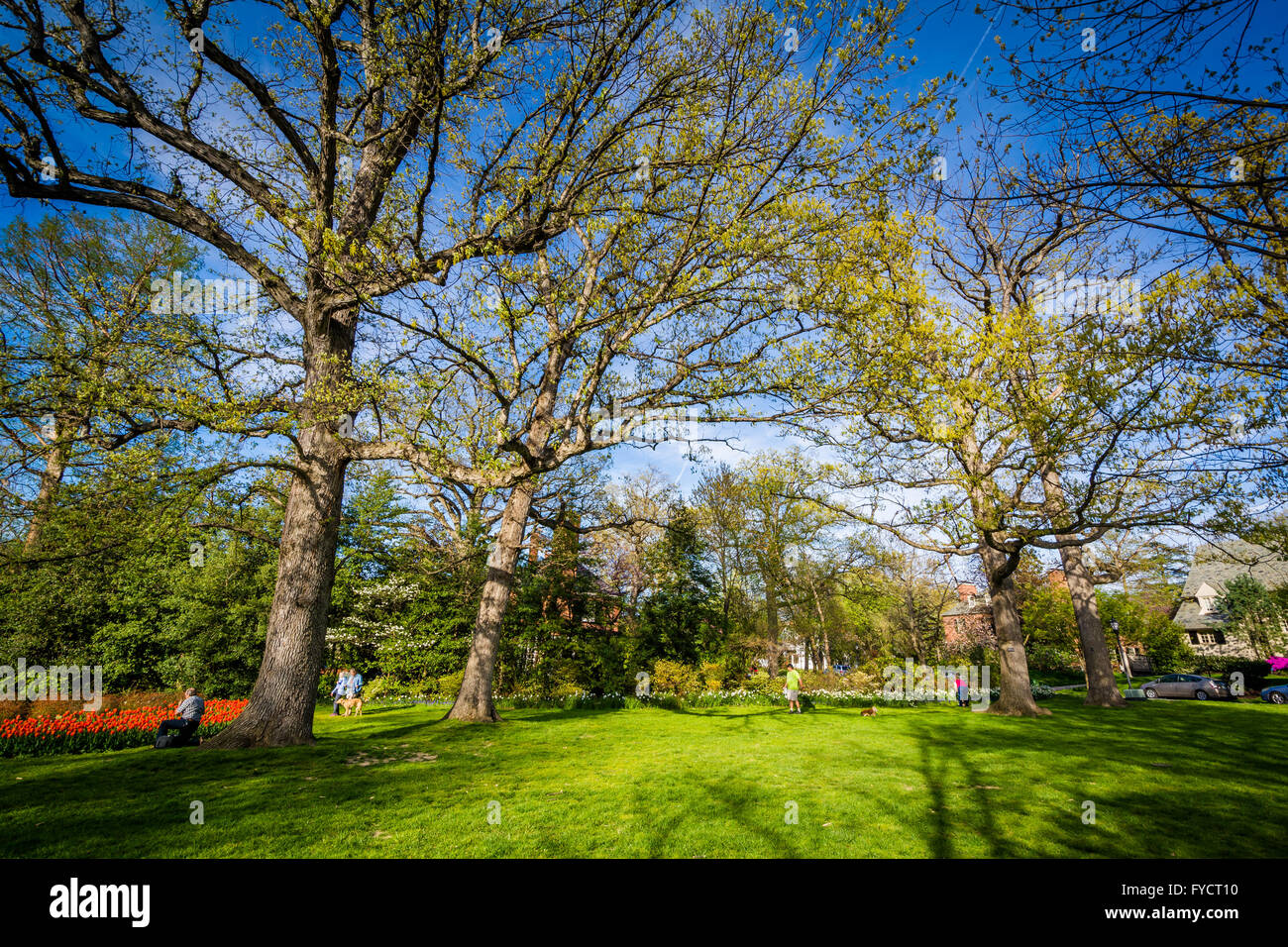 Trees at Sherwood Gardens Park, in Baltimore, Maryland Stock Photo - Alamy