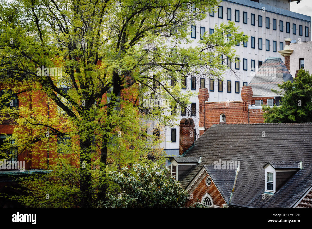 View of trees and buildings in downtown Baltimore, Maryland Stock Photo ...