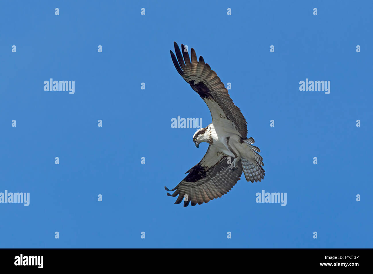 Osprey with wings spread in sky Stock Photo - Alamy