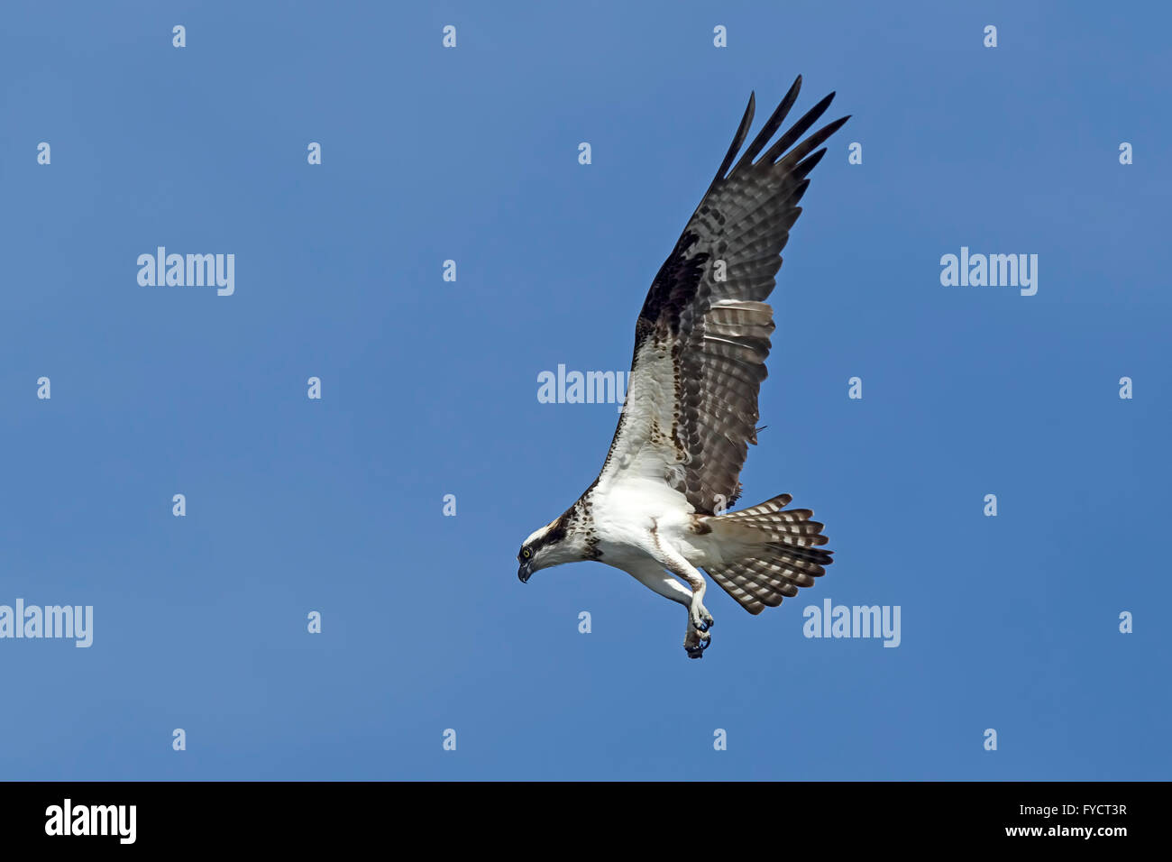 Osprey with wings backward Stock Photo - Alamy