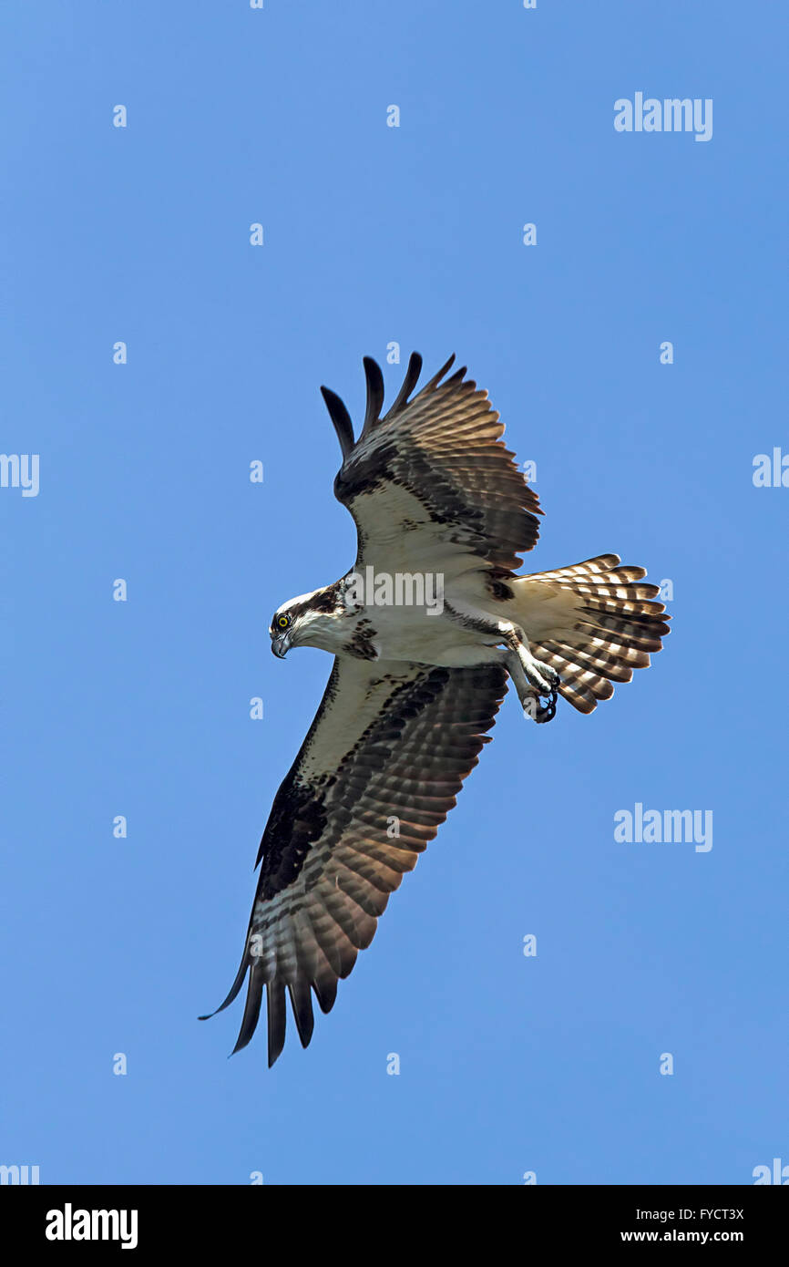 Osprey with wings out Stock Photo - Alamy