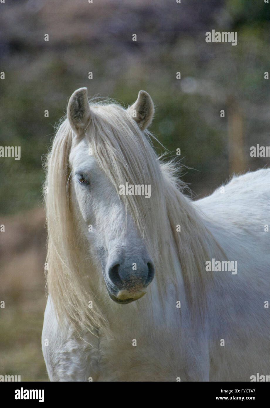 Garron High Resolution Stock Photography and Images - Alamy