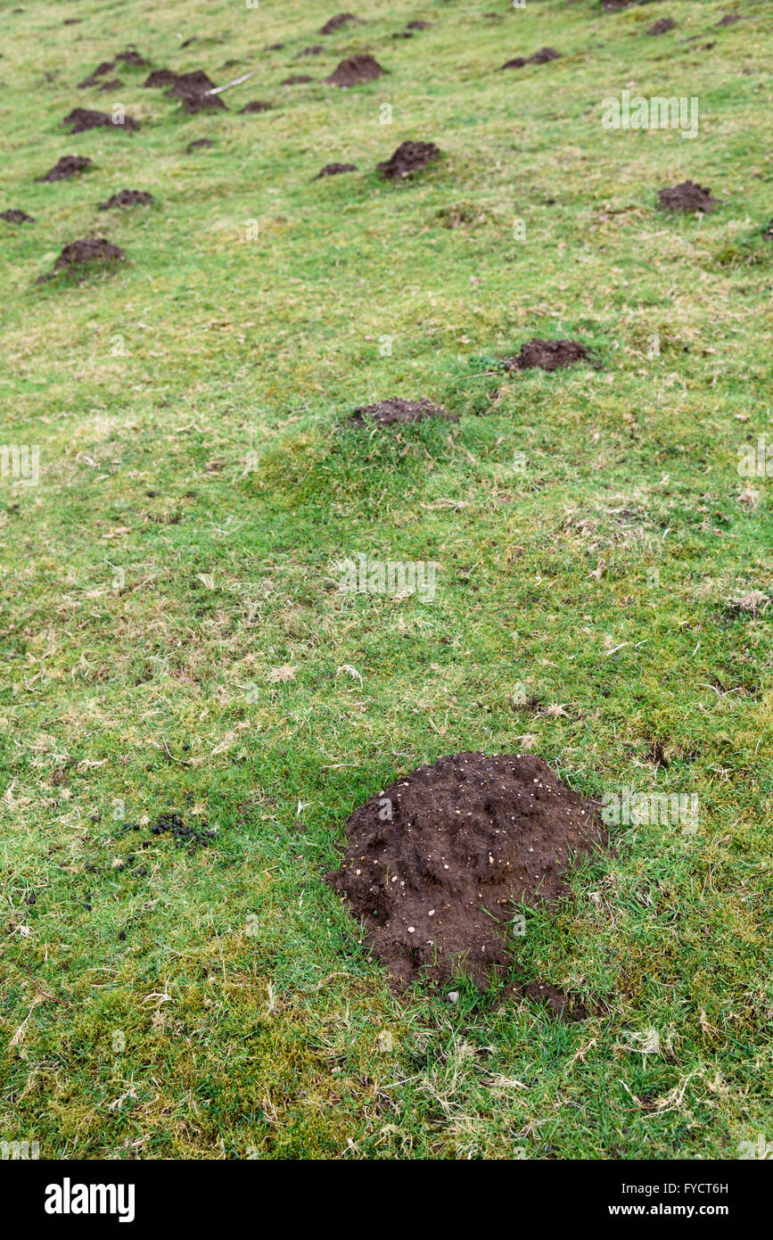 Mole holes hi-res stock photography and images - Alamy