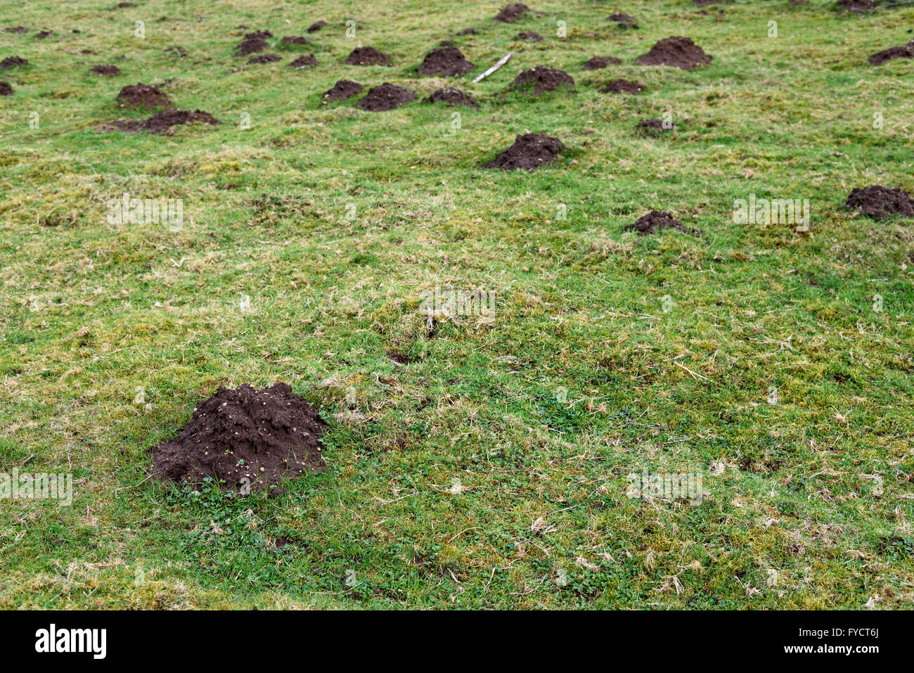 Mole holes and dirt mole hills in a green pasture Stock Photo - Alamy