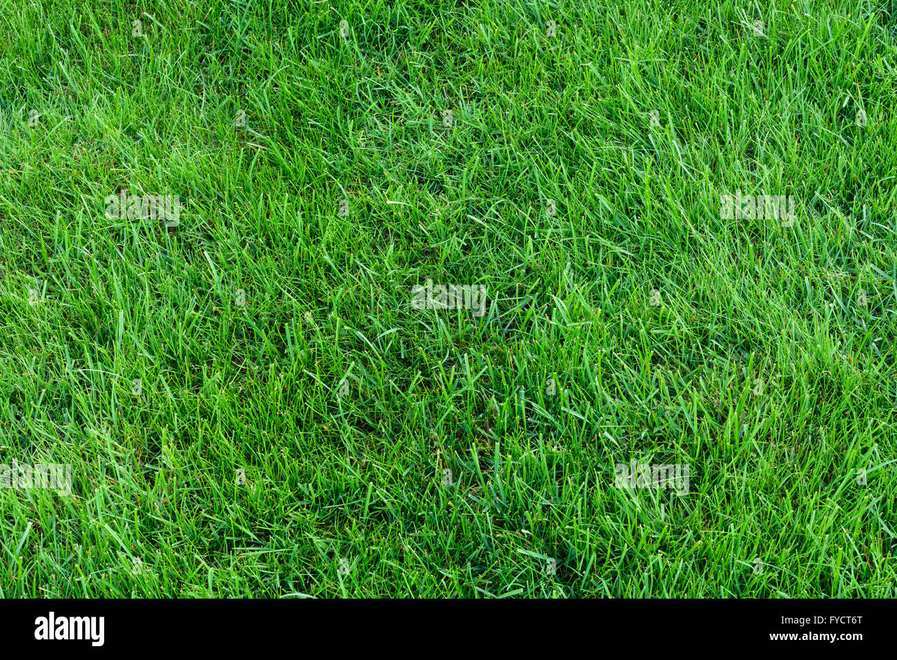 Background of grass, close up view of a healthy lawn Stock Photo - Alamy