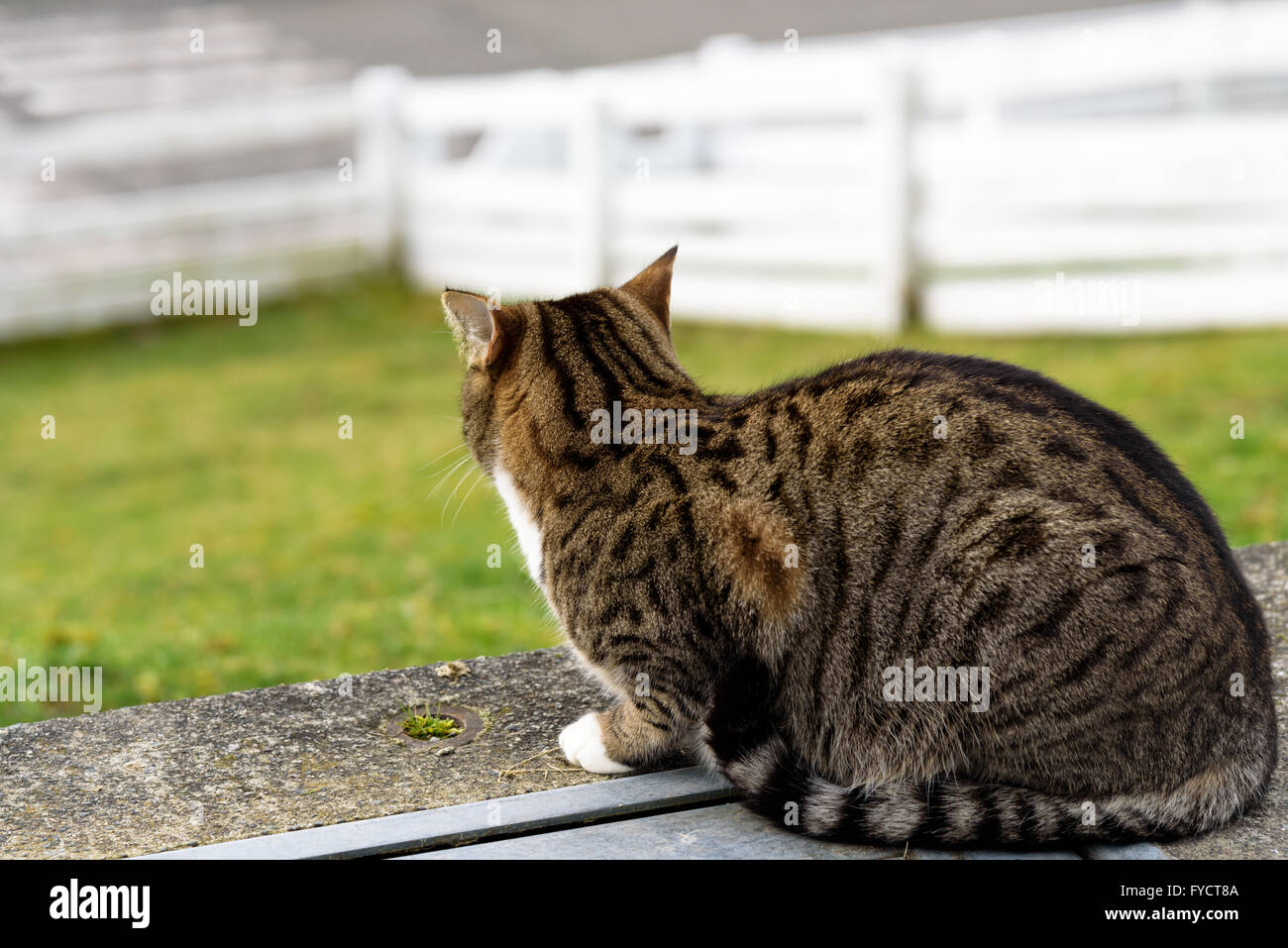 Farm cat keeping watch to greet visitors Stock Photo - Alamy