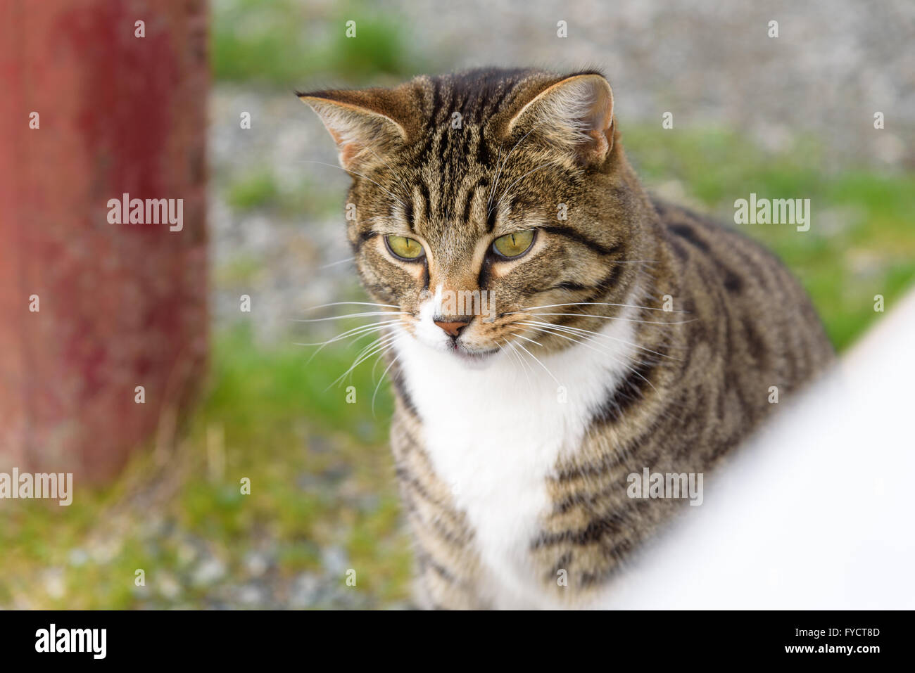 Farm cat keeping watch to greet visitors Stock Photo - Alamy