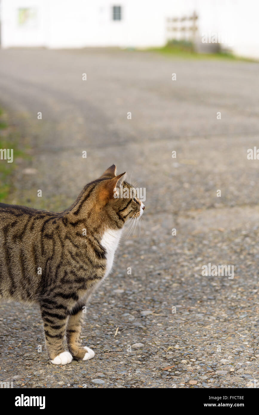 Farm cat keeping watch to greet visitors Stock Photo - Alamy