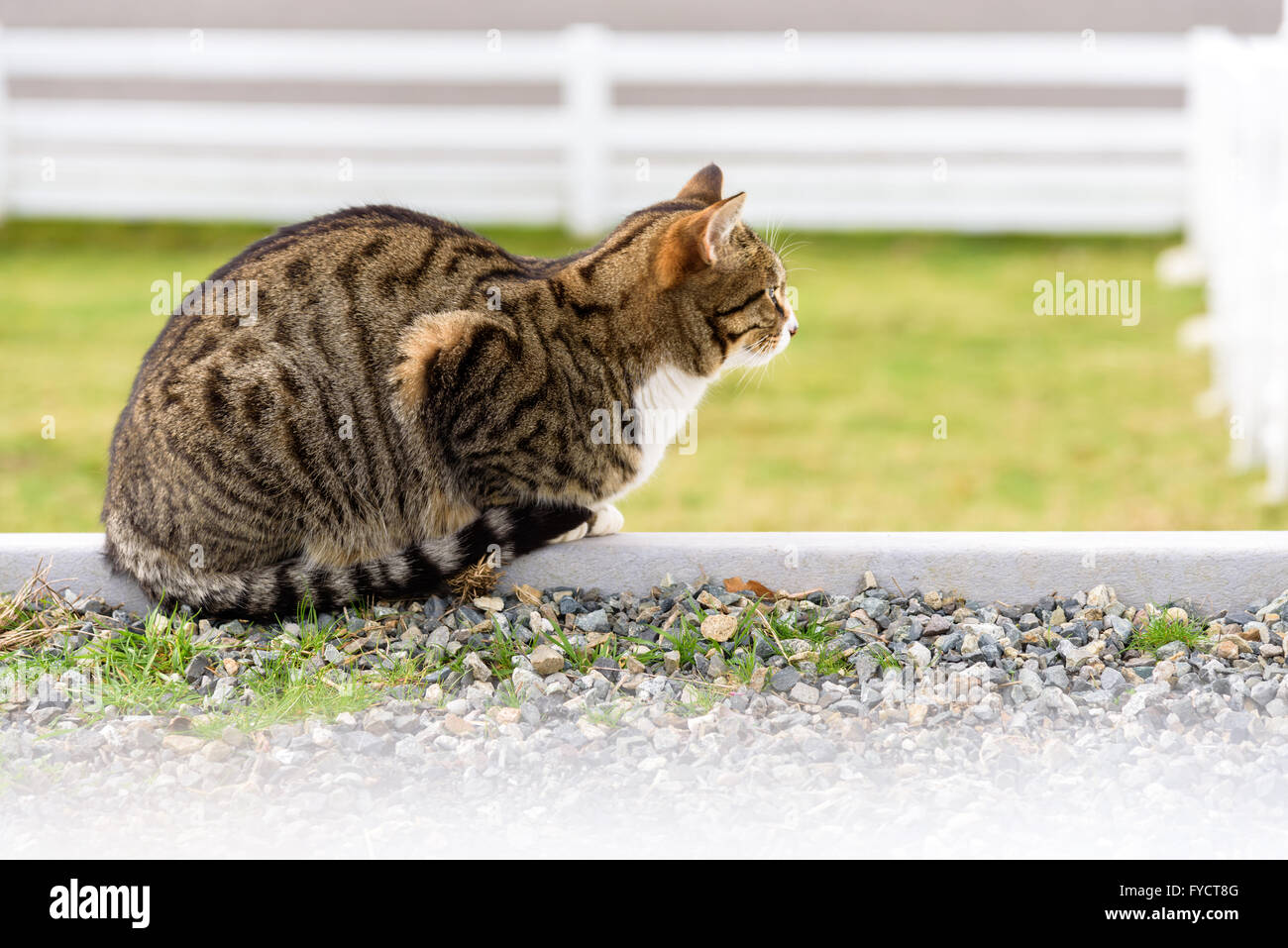 Farm cat keeping watch to greet visitors Stock Photo - Alamy