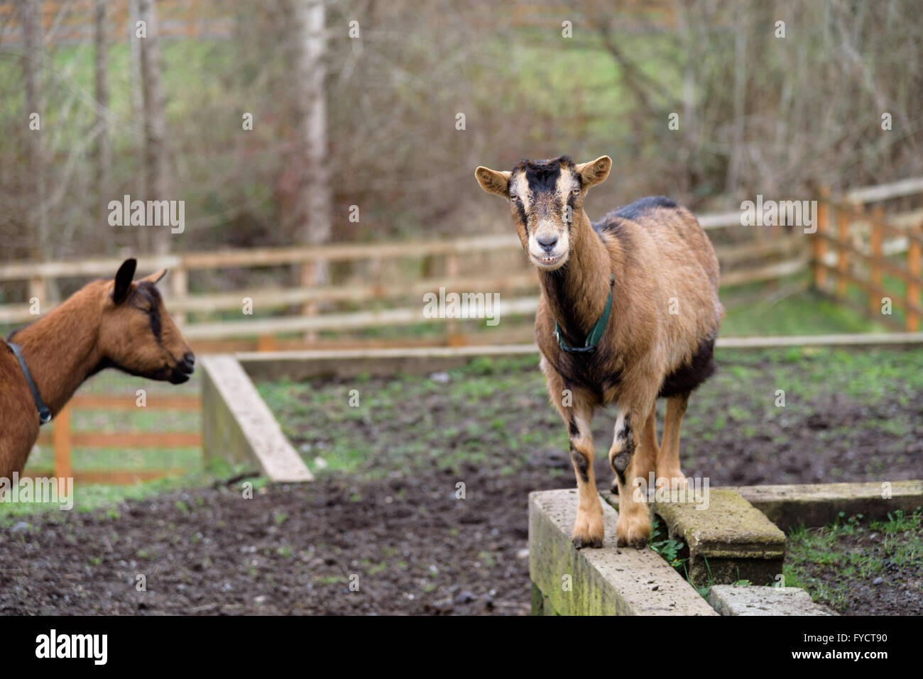 Goats in a terraced pasture on a farm Stock Photo - Alamy