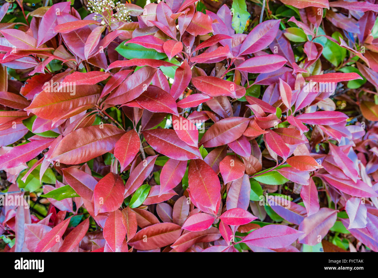Photinia foliage ornamental hi-res stock photography and images - Alamy