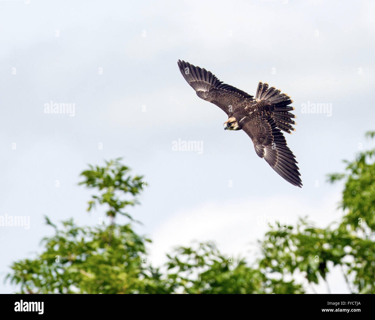 Hawk in Flight Over Trees Stock Photo - Alamy