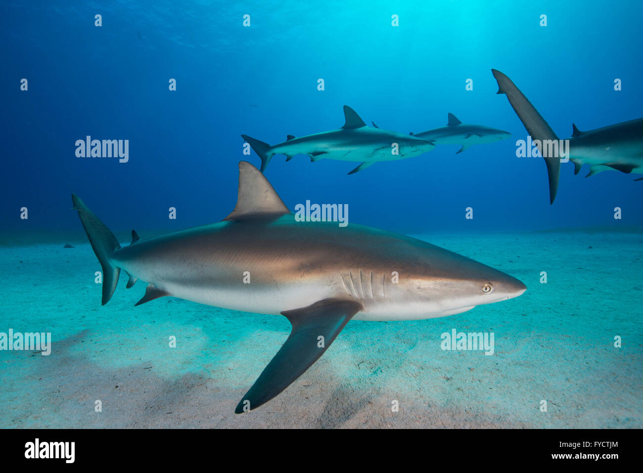 Caribbean reef shark, Carcharhinus perezi, swimming over sand, Bahamas ...