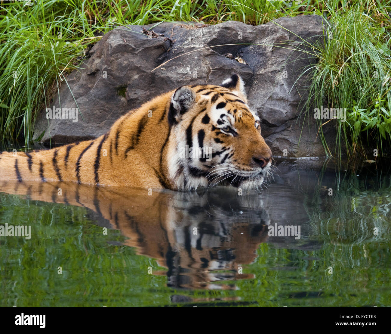 Single amur tiger in profile hi-res stock photography and images - Alamy