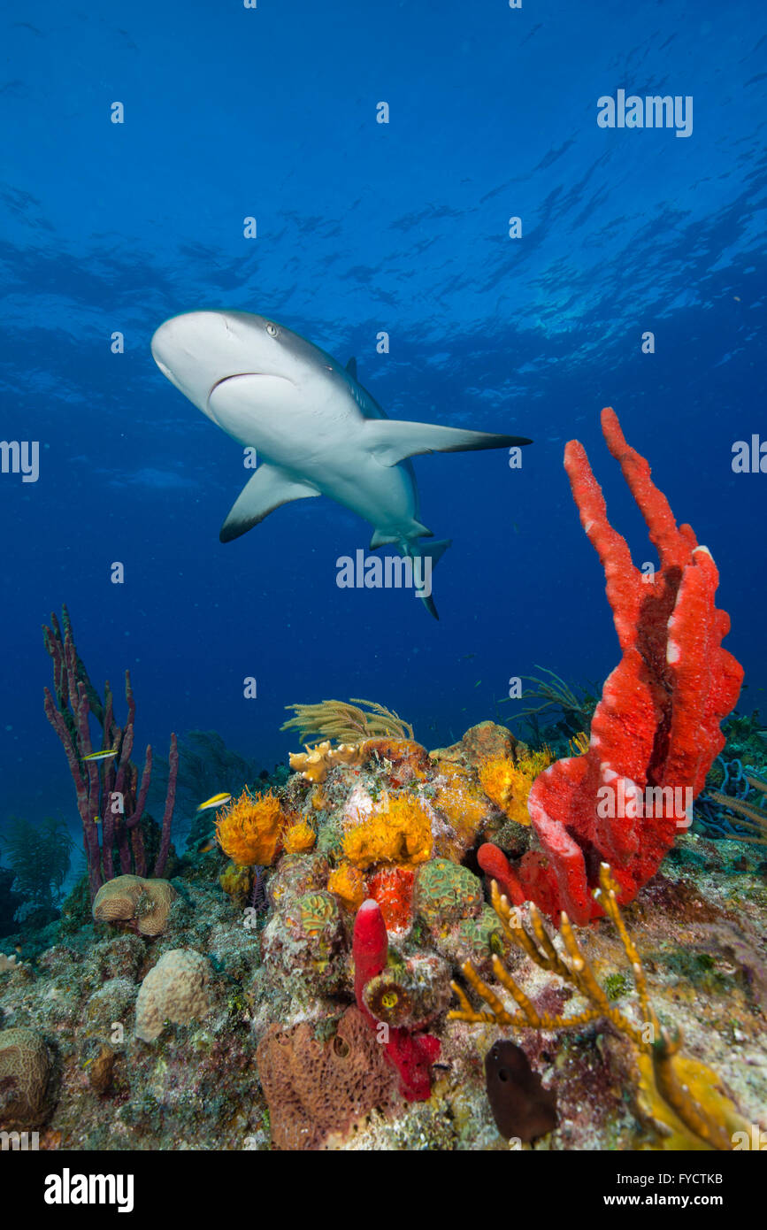 Reef shark hi-res stock photography and images - Alamy