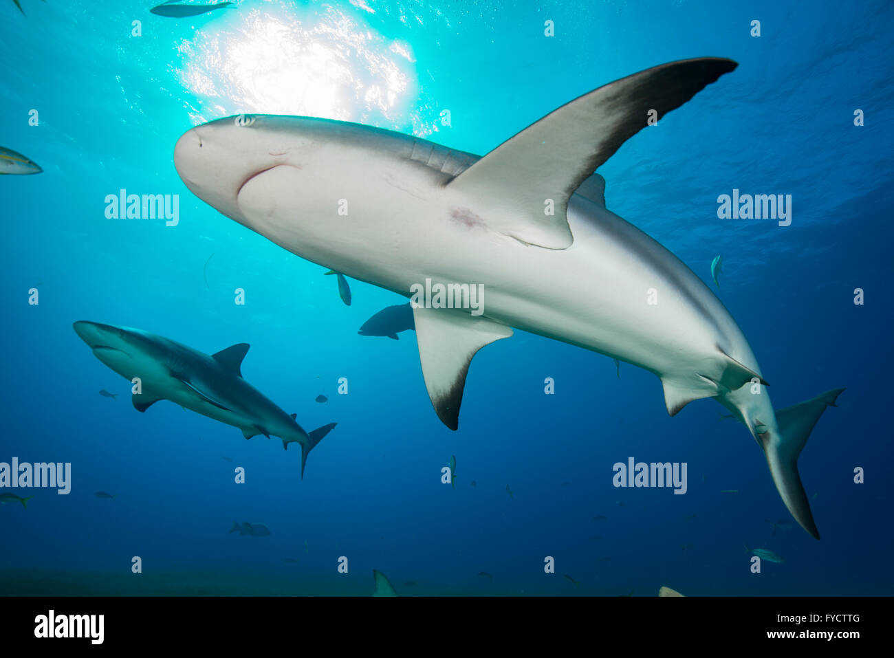 Caribbean reef shark, Carcharhinus perezi, swimming, Bahamas Stock ...