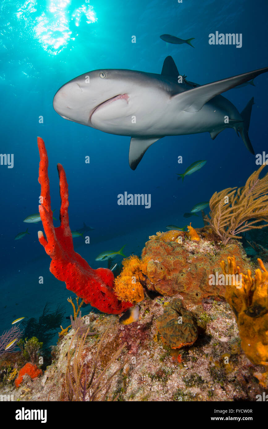 Over Under Water Coral Reef High Resolution Stock Photography and ...