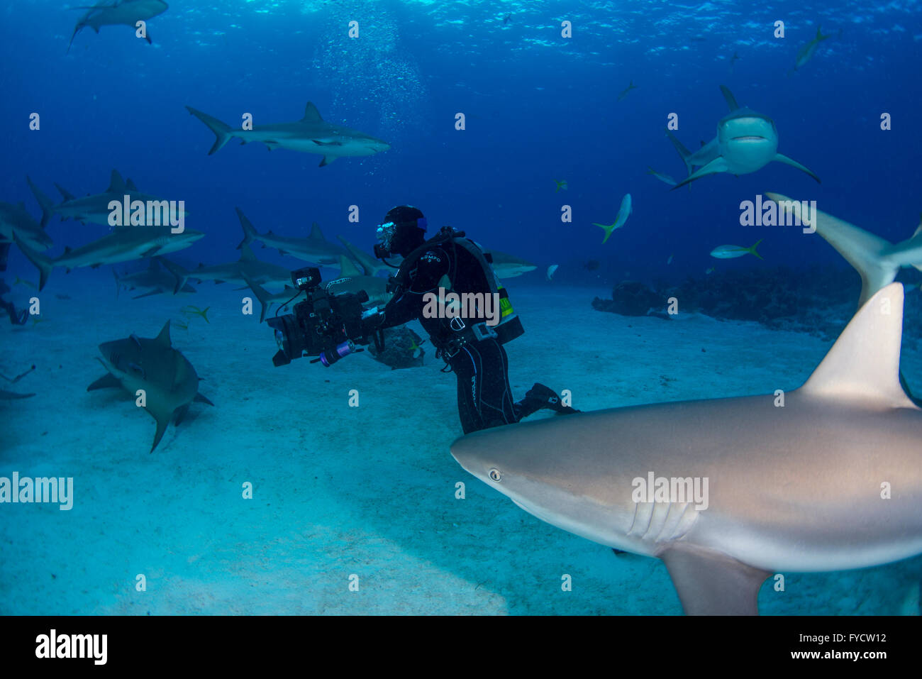 Underwater shark filming hi-res stock photography and images - Alamy