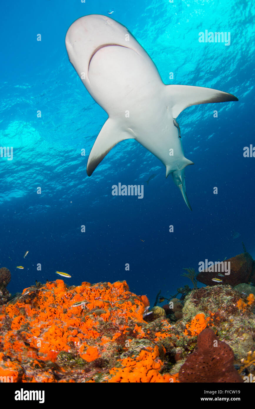Caribbean reef shark, Carcharhinus perezi, swimming over coral reef ...
