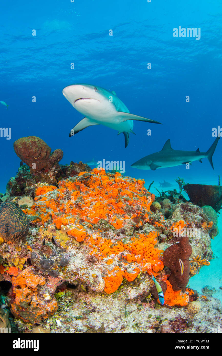 Caribbean reef shark, Carcharhinus perezi, swimming over coral reef ...